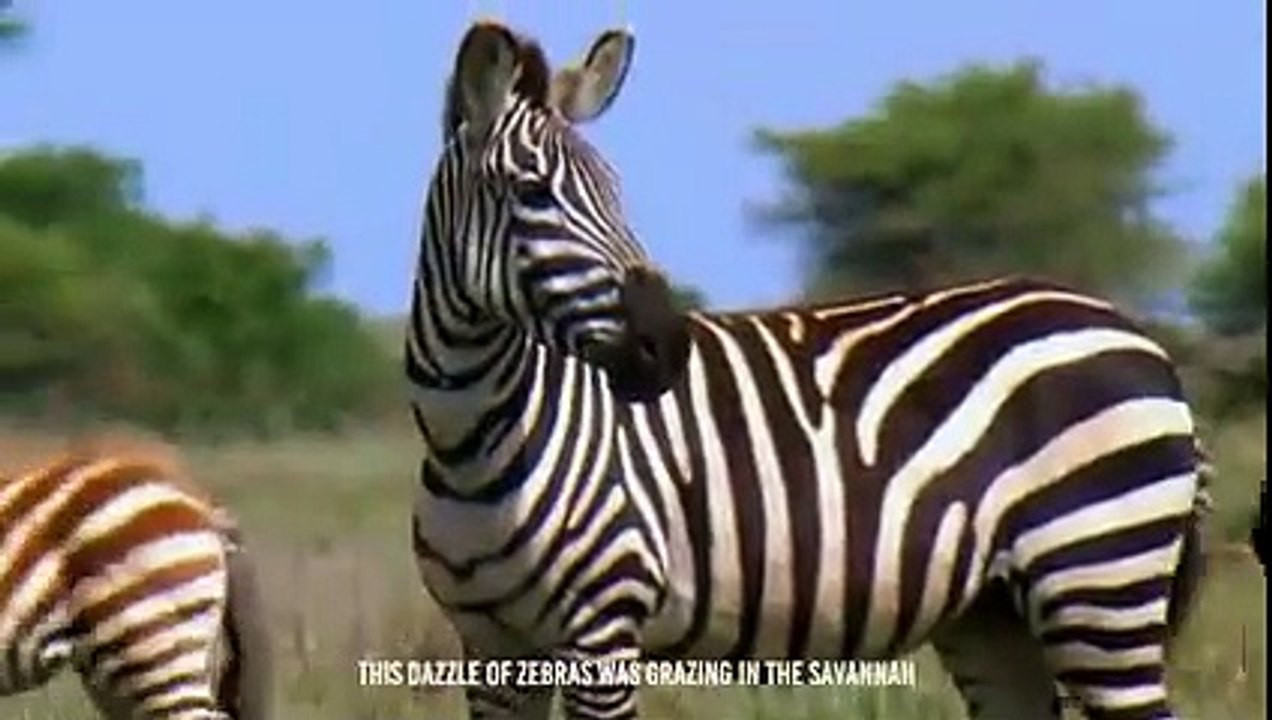 Zebra's Guts Ripped Apart By Hyenas - video Dailymotion