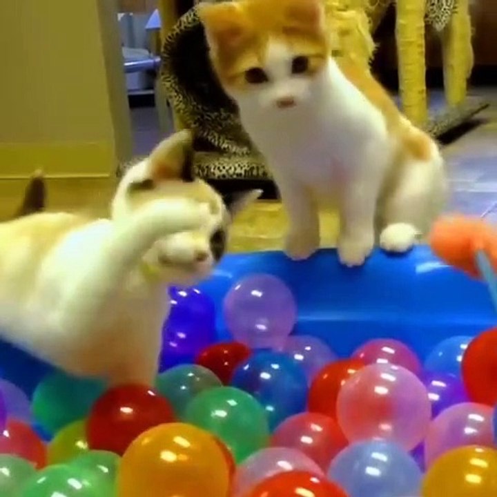 Anak kucing bermain - Video Dailymotion