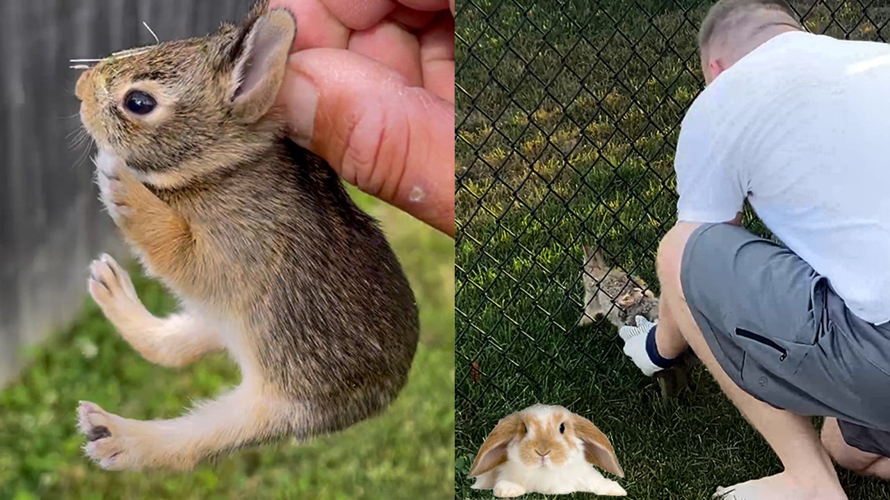 Heartwarming Bunny Rescue Compilation | Amazing Rabbit Rescues - video ...