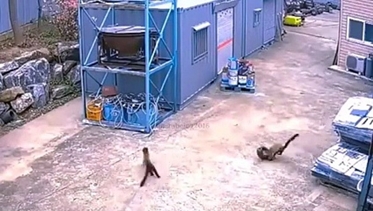Weasel Rips a Mouse To Death ..!.. Look How He Caught it - video ...