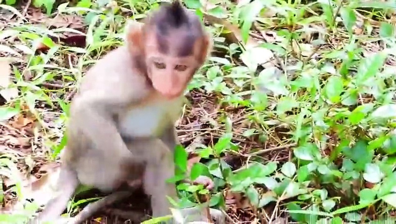P20- Summary of the animation of the young Lizza monkey in the fight to ...