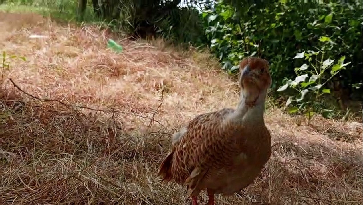 indian teetar wild pakshi - video Dailymotion