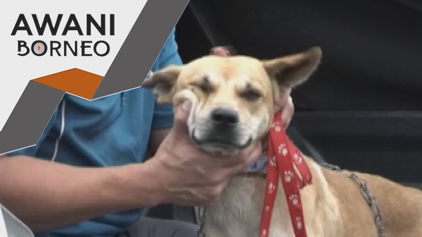 15 mati akibat Rabies di Sarawak tahun ini, terbaharu bangkai anjing ...