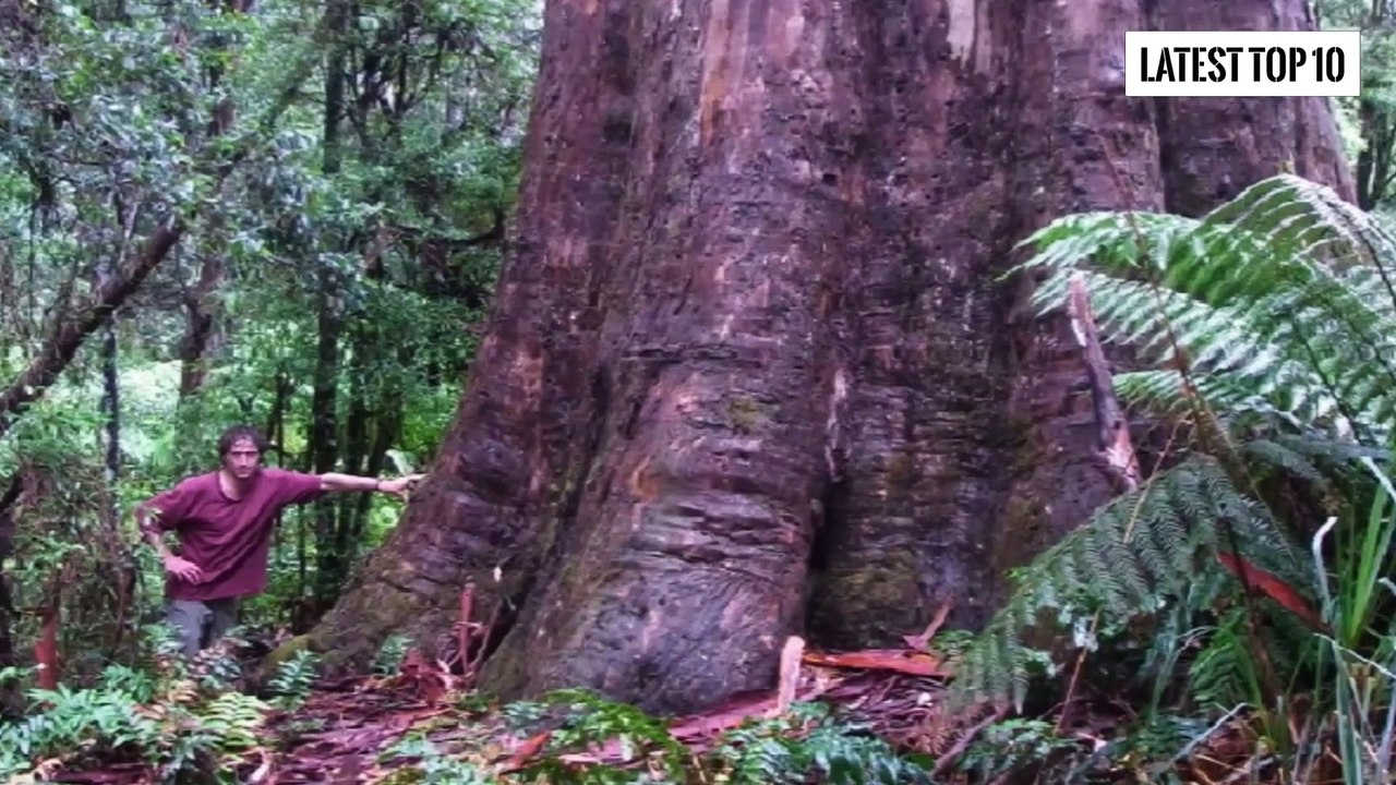 TOP 10 BIGGEST TREES ON EARTH _ Giants of Nature_ The Biggest Trees in ...