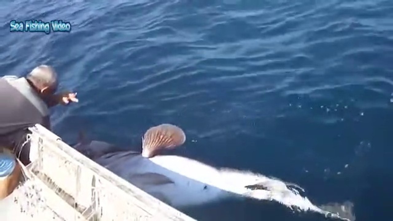 Amazing Automatic Longline Fishing Net Catch Giant Fish - Awesome big ...