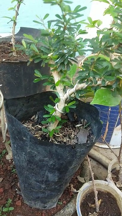 pohon saeng simbur - Video Dailymotion