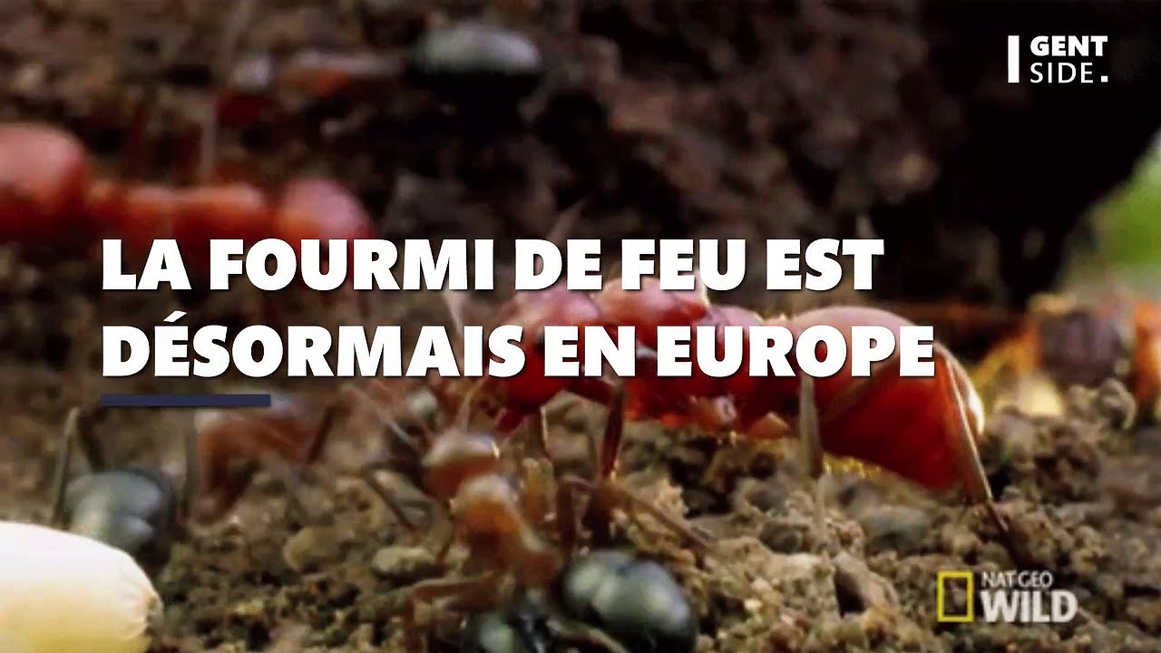 La fourmi de feu arrive en Europe alors voilà ce que vous devez savoir ...