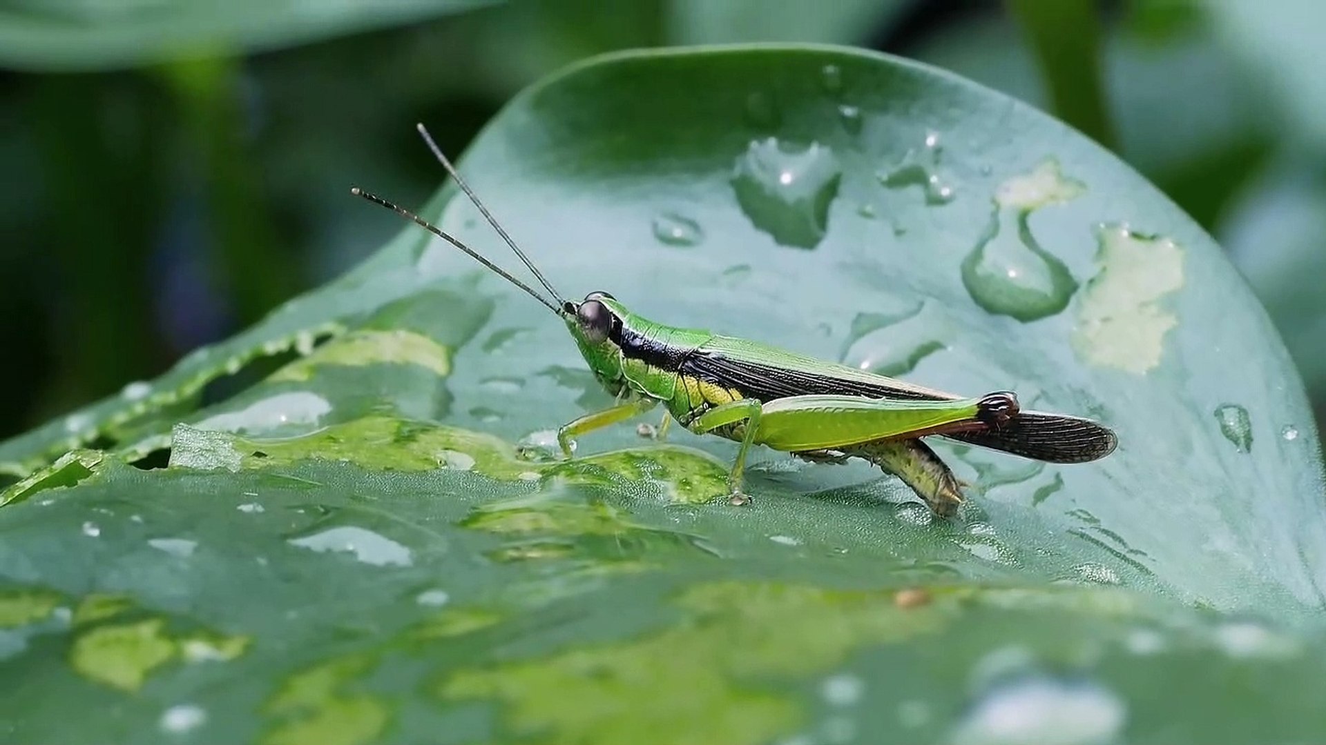 Grasshopper Eating Grass