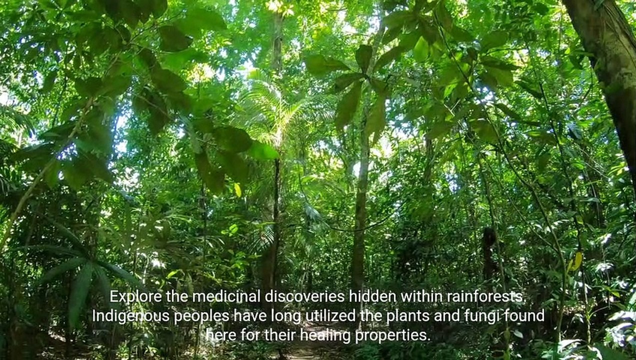 The Importance of Rainforests - Journey Through Their Significance and ...