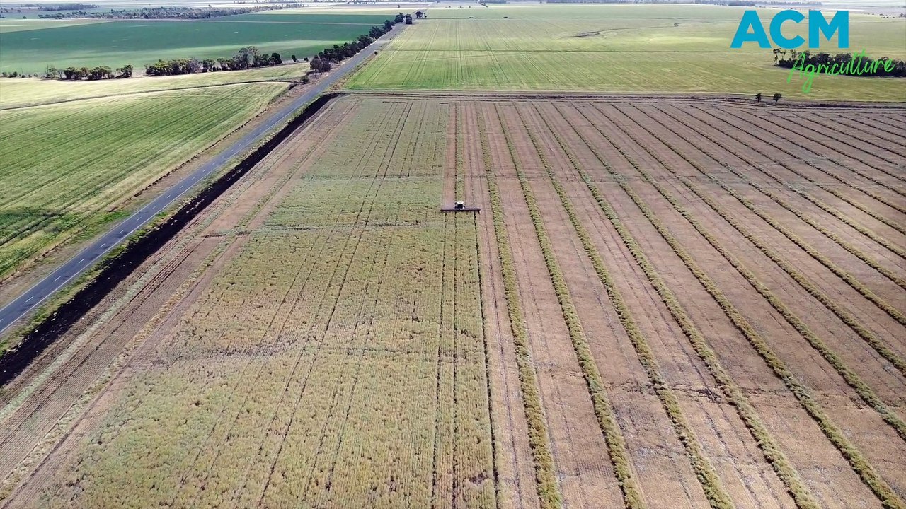 Queensland canola being windrowed before harvest - video Dailymotion