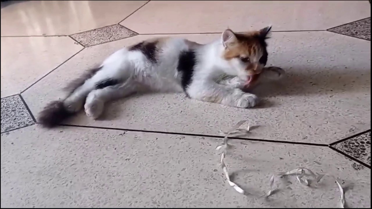 Anak Kucing lucu meowing || kucing lucu #shorts - Video Dailymotion