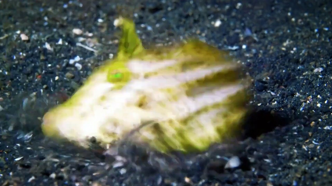 World's Most Toxic Animals | show | 2021 | Official Trailer - video ...