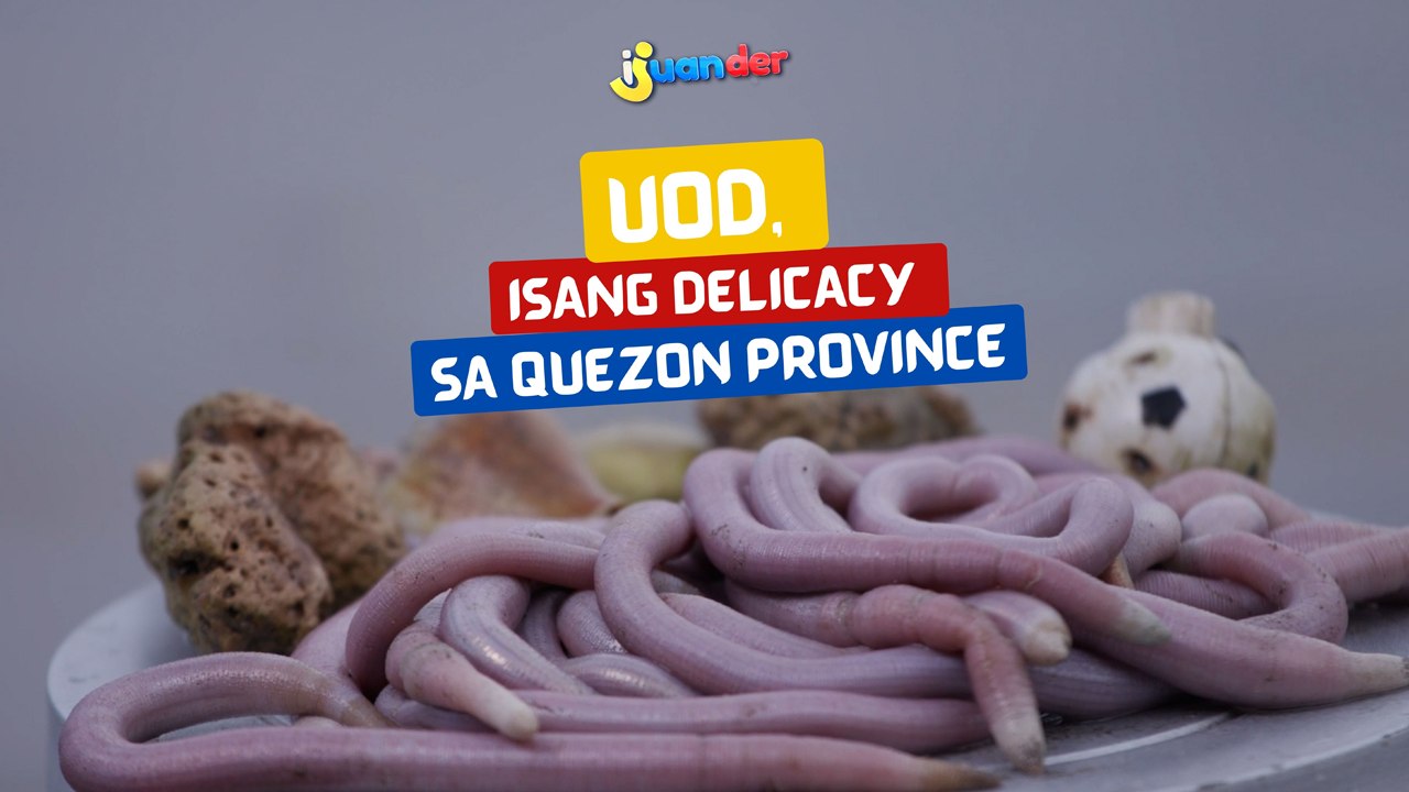 Uod, isang delicacy sa Quezon Province | I Juander - video Dailymotion