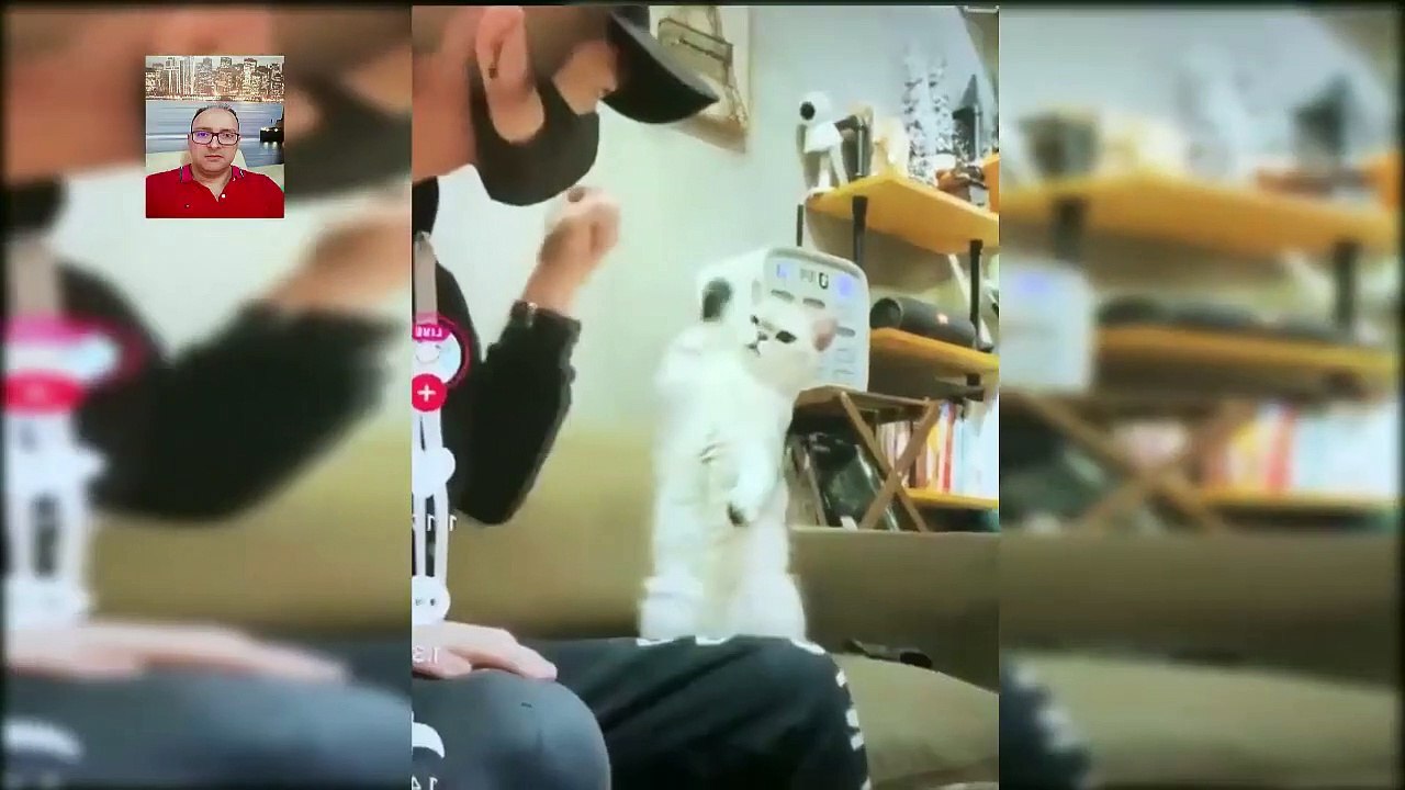 Très Mignon- - Chat Drôle- Vidéo De Chat À Mourir De Rire - Vidéo ...