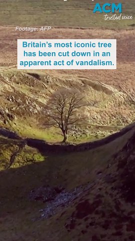 Vandals cut down Britain’s most iconic tree | Central Western Daily ...