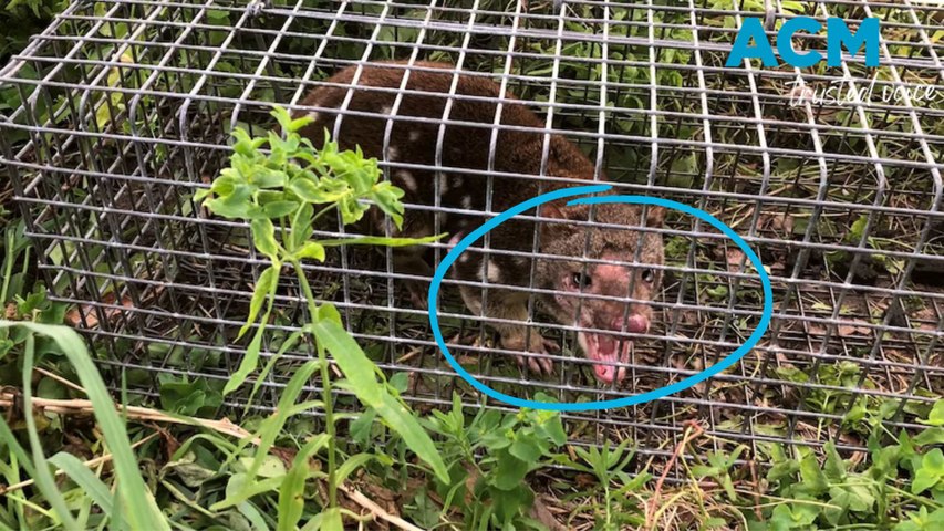 Farmer finds “extinct” quoll in trap | The Advocate | Burnie, TAS