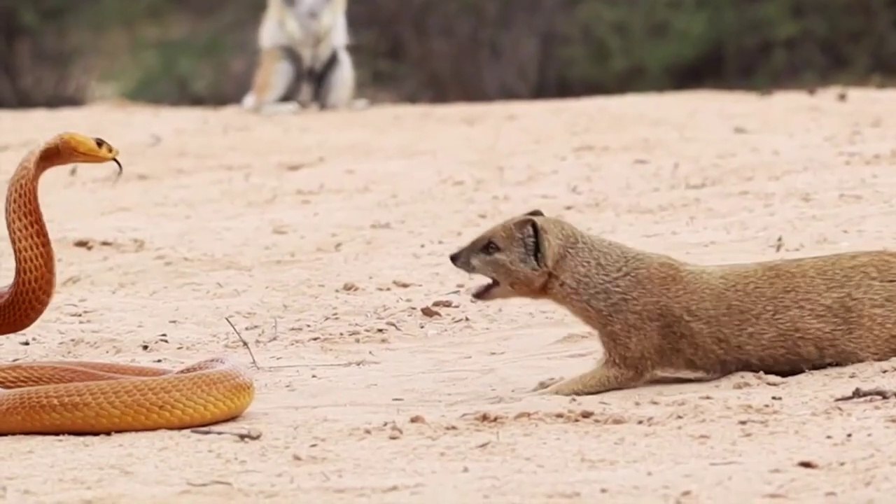 10 CRAZIEST MONGOOSE FIGHTS EVER | Mongoose vs King Cobra Snake - video ...
