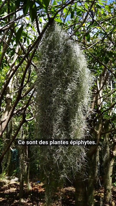 Cette plante a des racines aériennes ?! - Vidéo Dailymotion