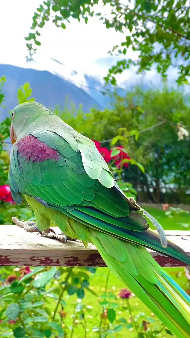Beautiful Pictures And Videos Of Parrots