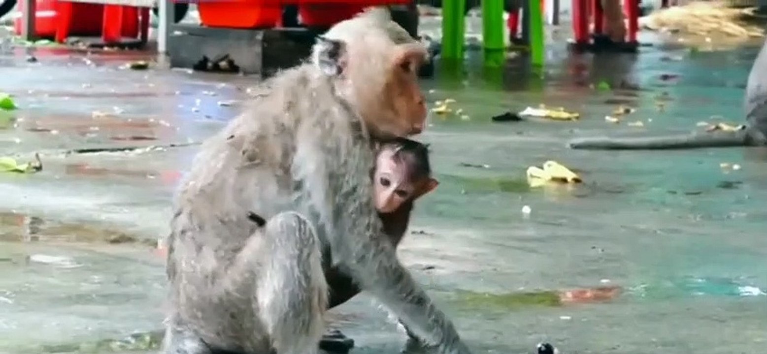 It's pitiful when the mother monkey can't protect the baby monkey. ️ ...