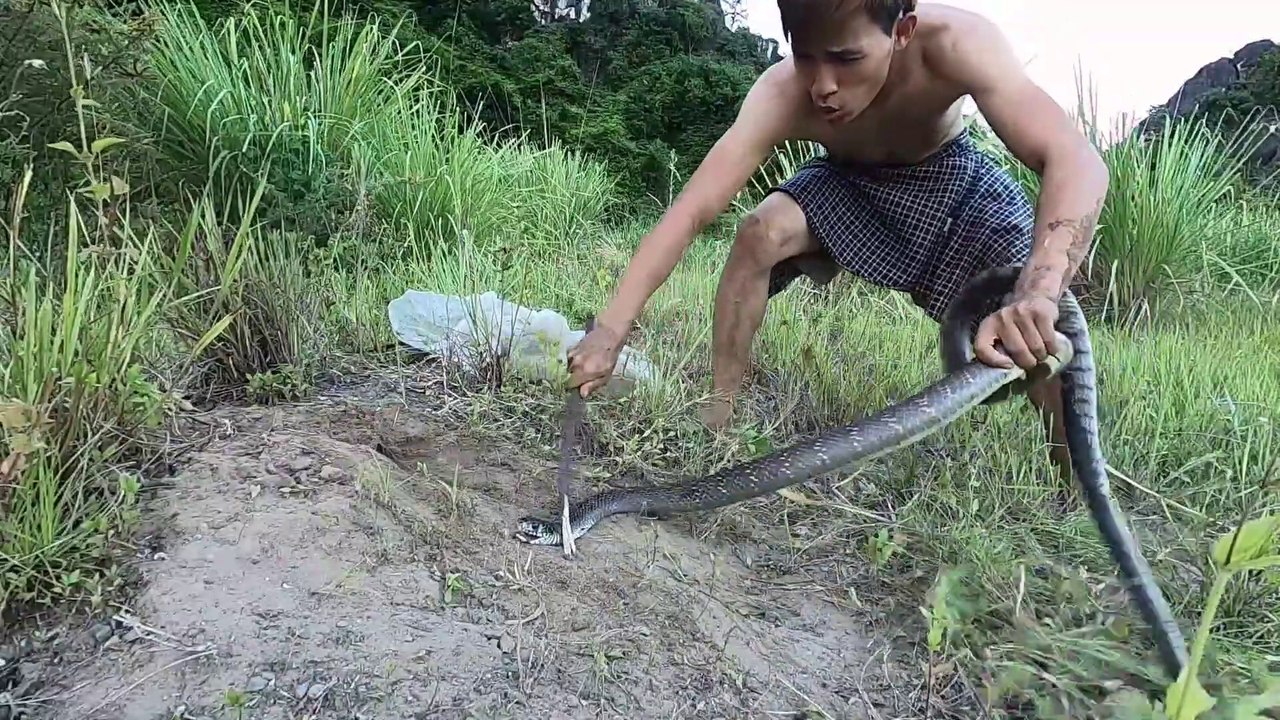 King Cobra in Action But Twist | Snake Safari - video Dailymotion