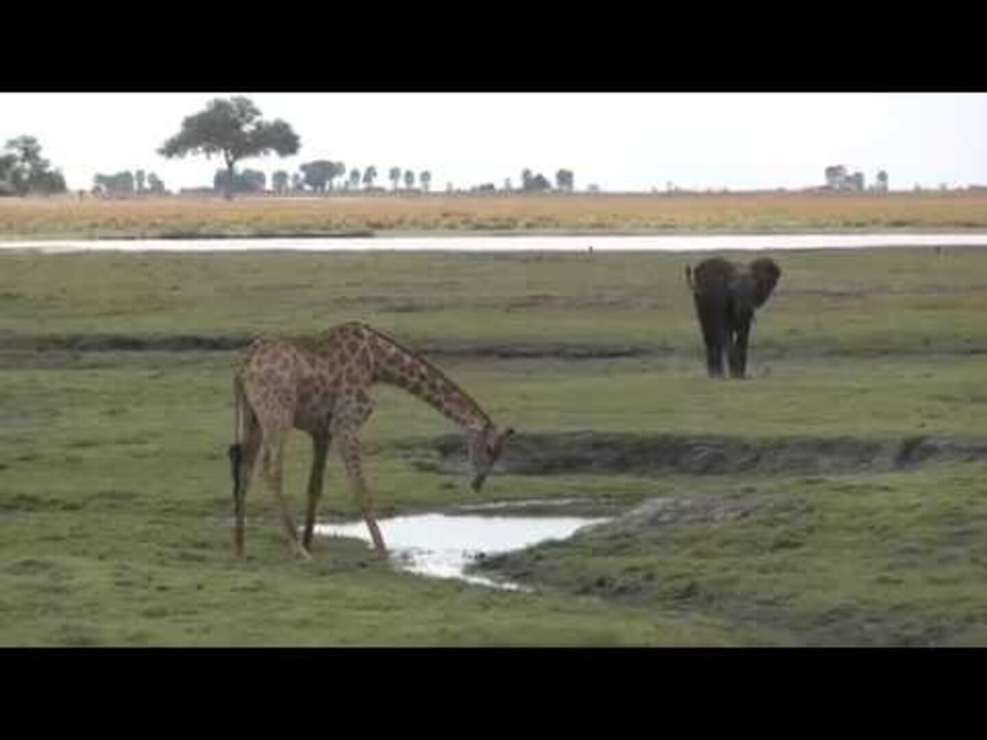 Giraffe Drinking Water Gif