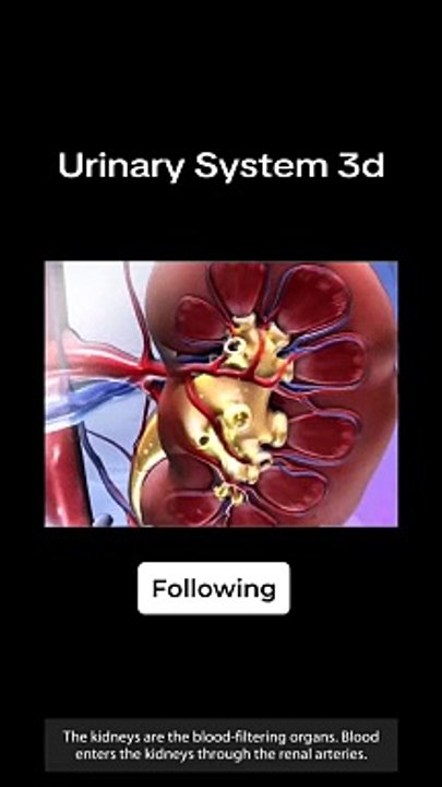 Urinary System 3d animation by MWM Medical - video Dailymotion