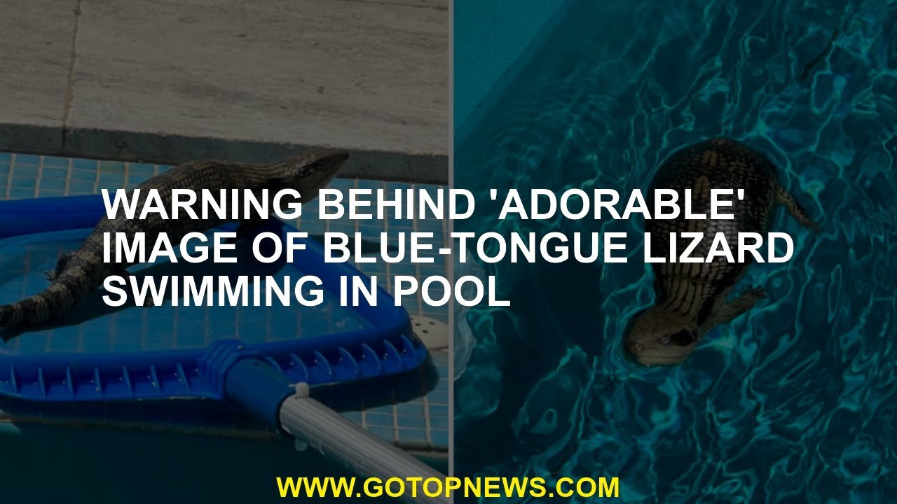 Warning behind 'adorable' image of blue-tongue lizard swimming in pool ...