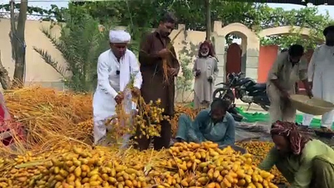 Traditional Dates Processing - Chohara Kesy Banta Hai - How to Make dry ...