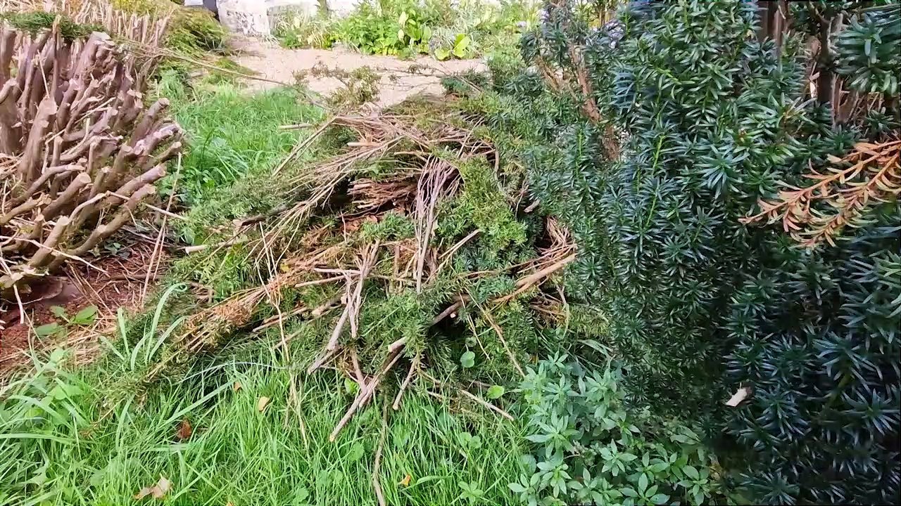 Yew trees are causing issues in a Sussex graveyard and may have to be ...