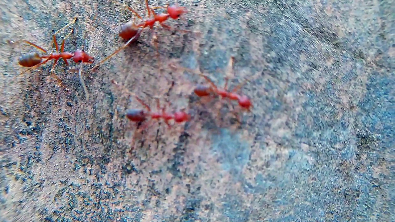 Semut merah atau di sebut juga semut rangrang - video Dailymotion