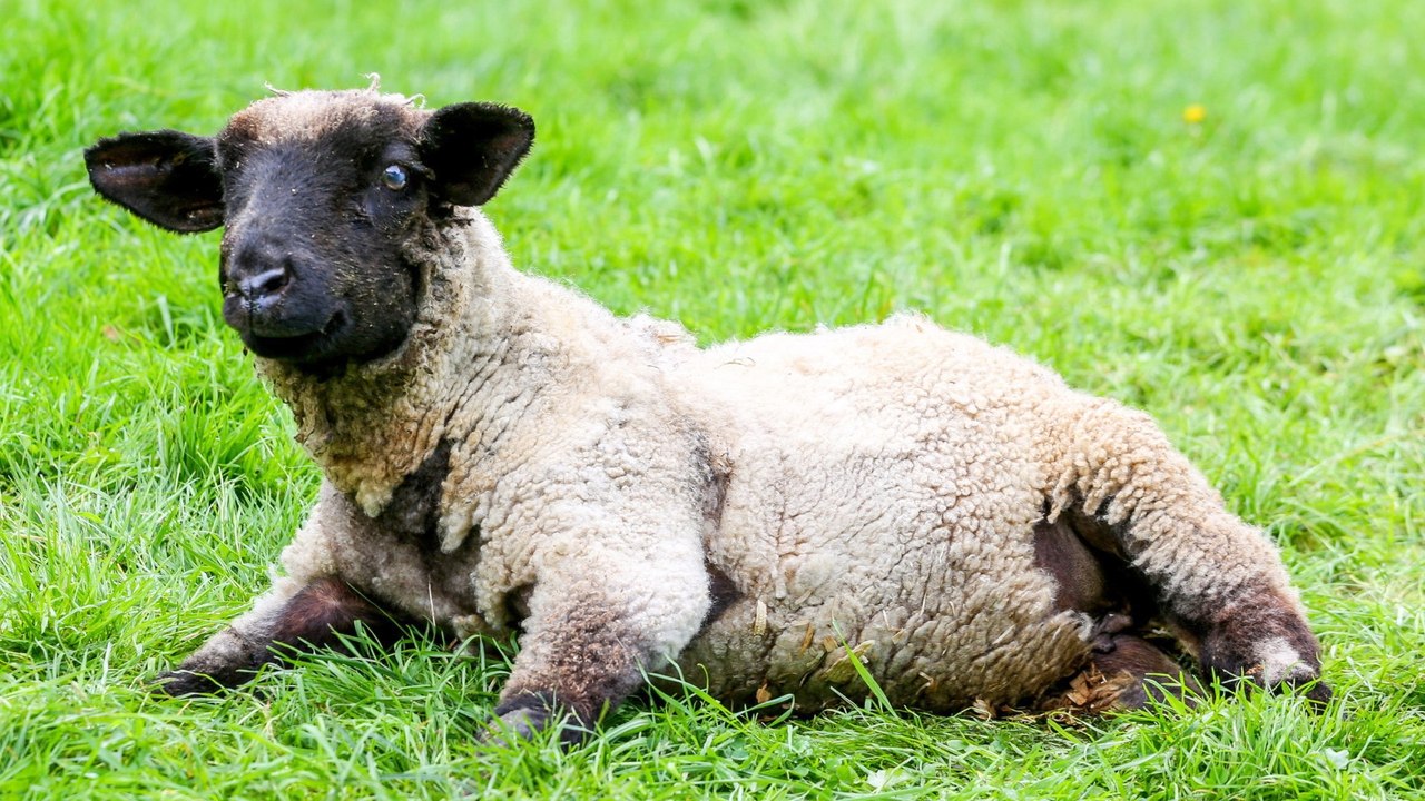 Disabled Lamb Gets a New Lease on Life With a Modified Doggy Wheelchair ...