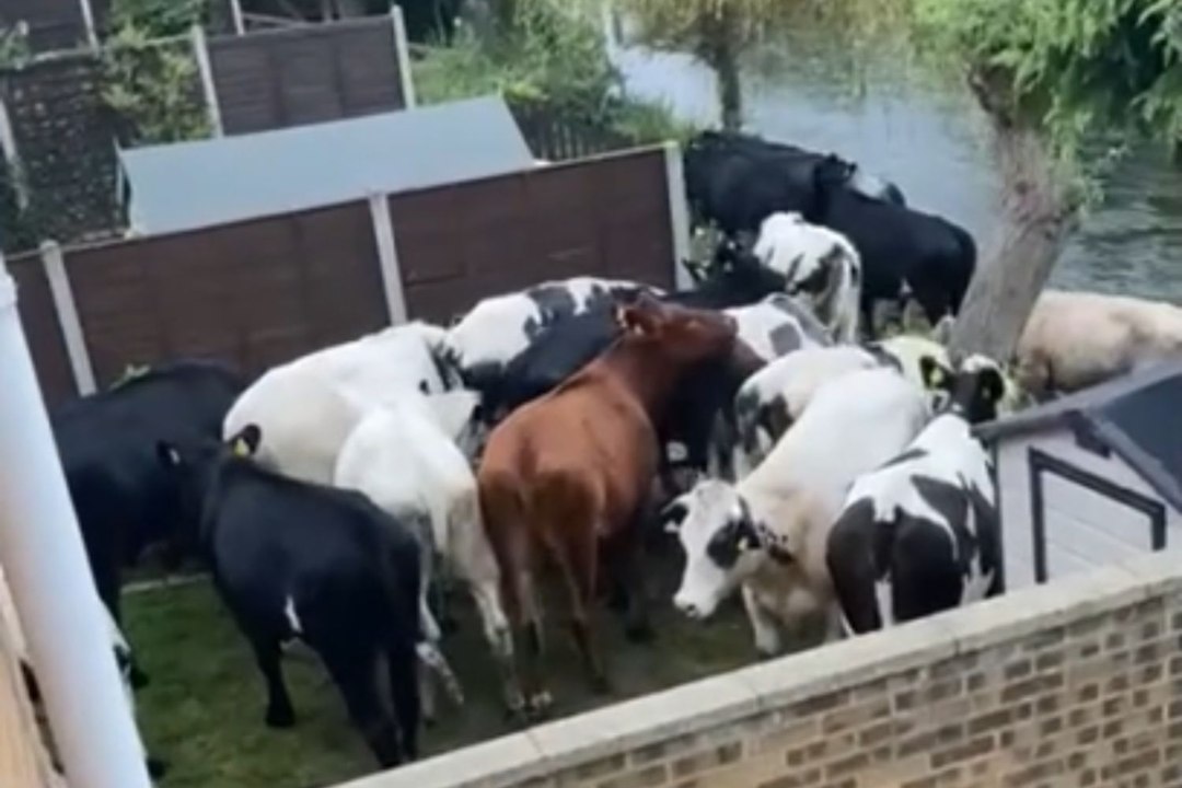 Cows in Biggleswade trample fences and trot into back gardens - video ...