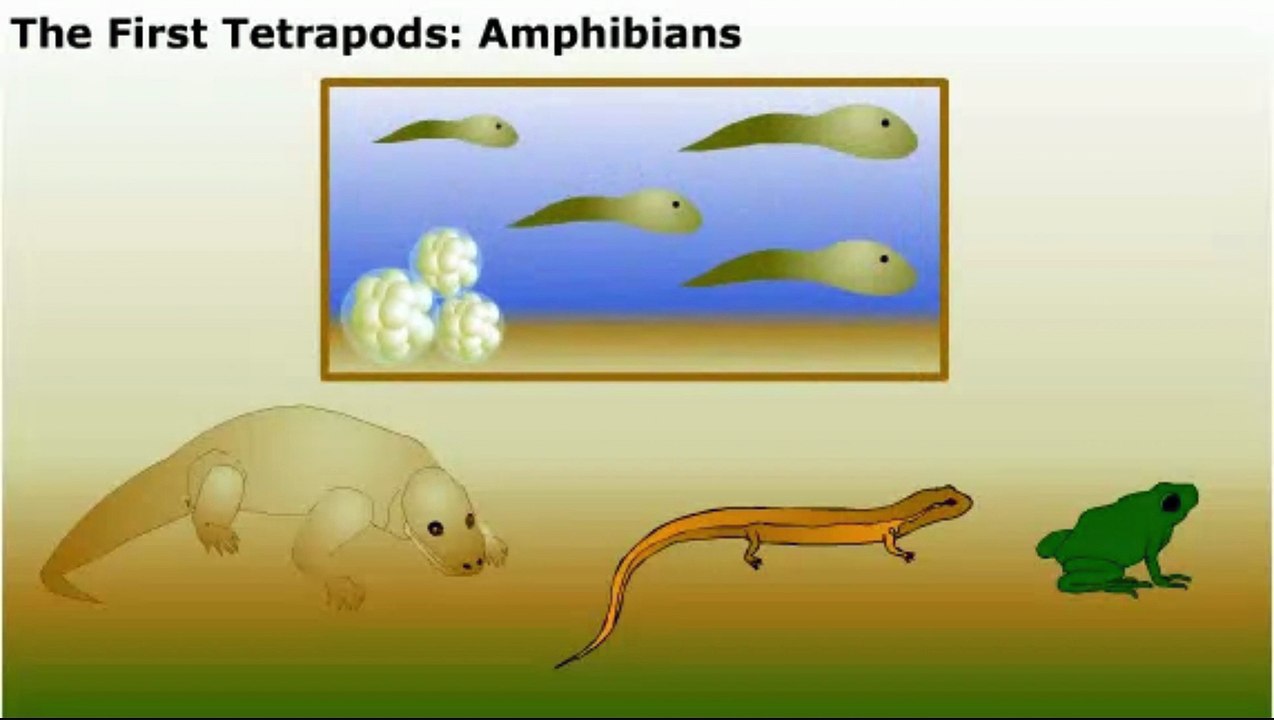 tetrapoda - video Dailymotion