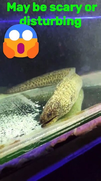 Scary Eel Fish _ Sharp tooth #shorts - video Dailymotion