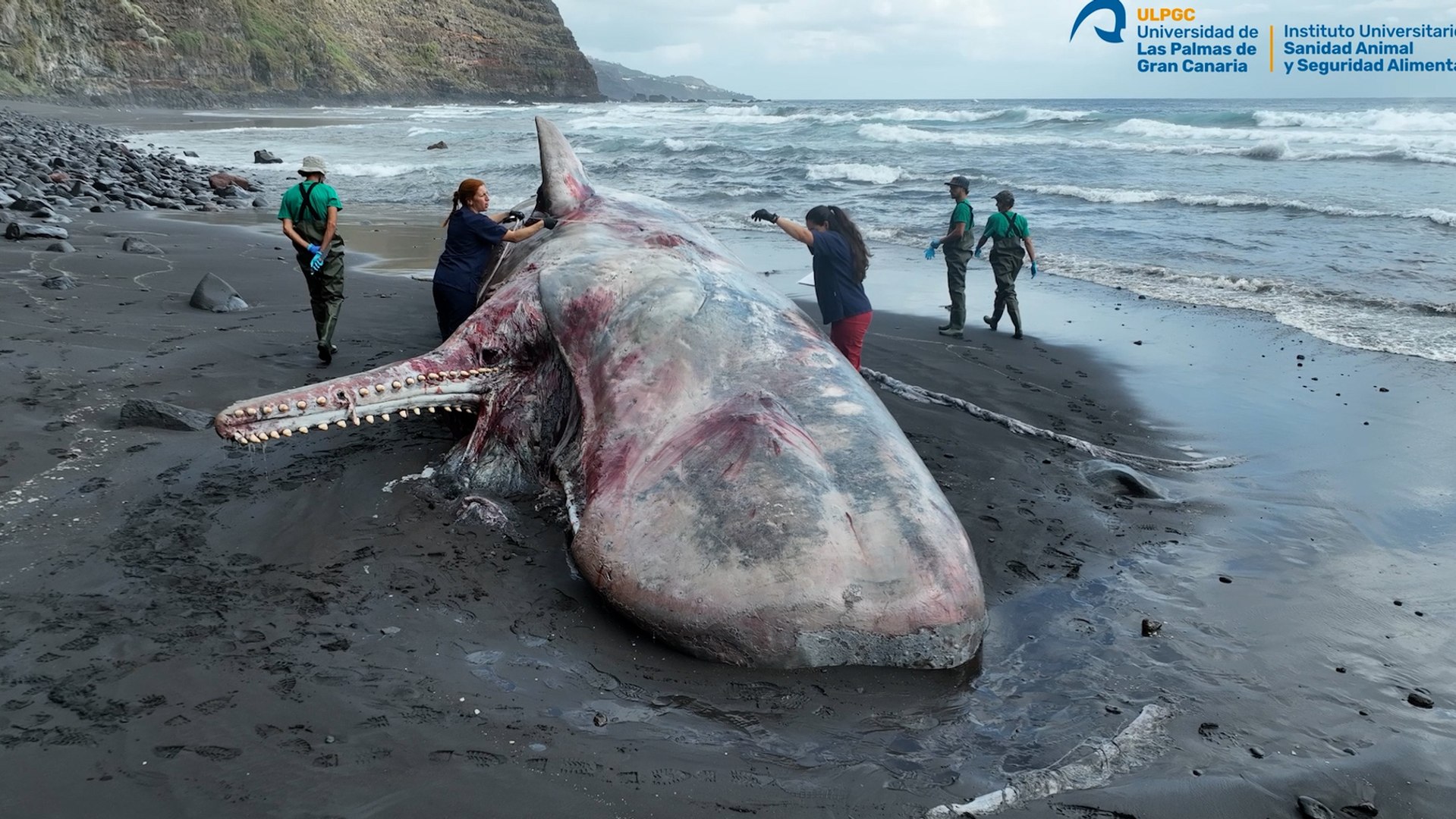 Últimos vídeos de Ciencia y Salud - Página 12 | EL MUNDO