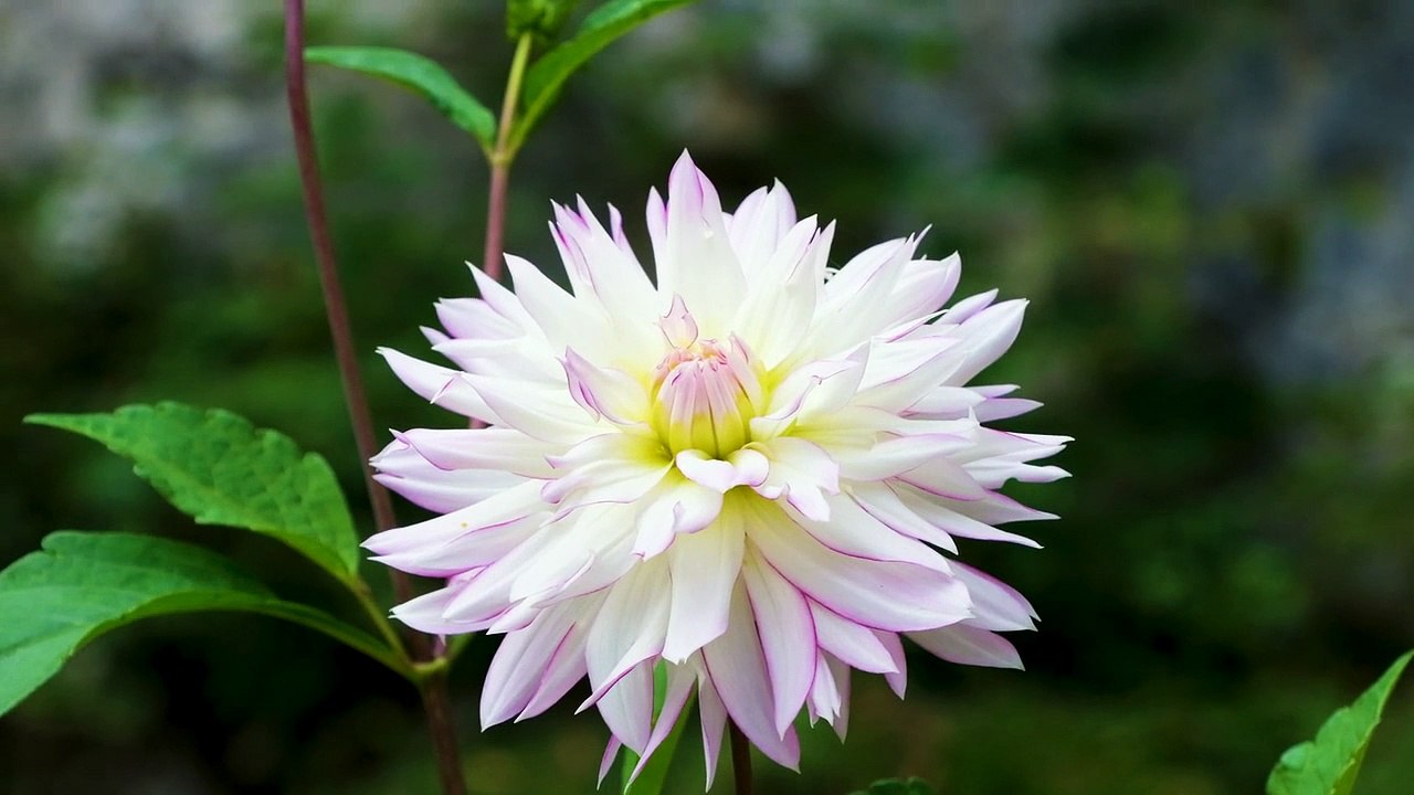 Beautiful flower - video Dailymotion