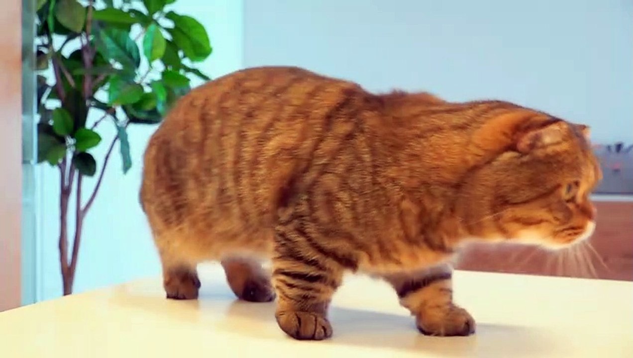 Can I Leave LuLu Alone with Fish? | Kittisaurus - video Dailymotion