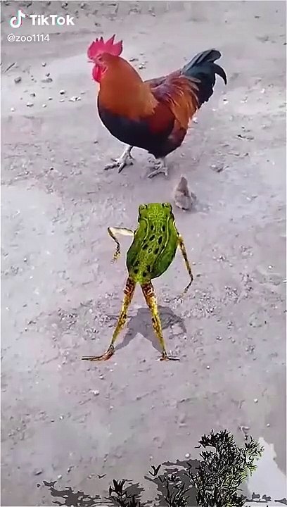 Frog dance - video Dailymotion