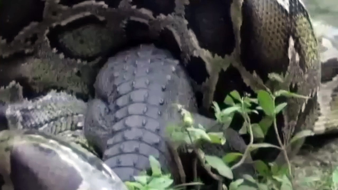 Python eats Alligator - video Dailymotion