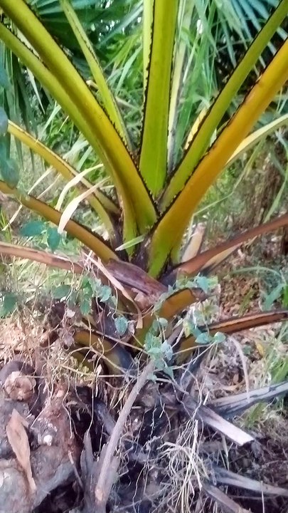 pohon Siwalan atau lontar - Video Dailymotion