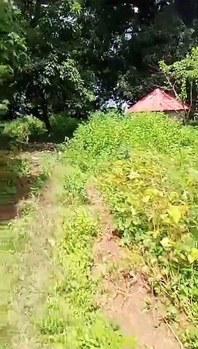 A la decouverte des canons laissés par Dinah Salifou à Boké - Vidéo Dailymotion