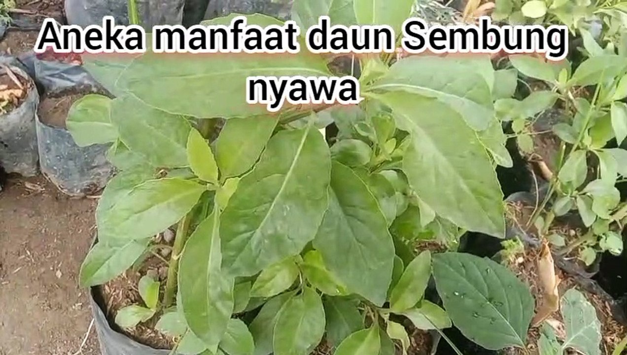 Manfaat daun Sembung nyawa, tanaman daun Sembung nyawa - Video Dailymotion