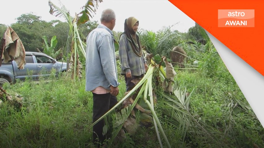 Belanjawan 2024: Pekebun harap ada pampasan ladang diserang haiwan liar ...