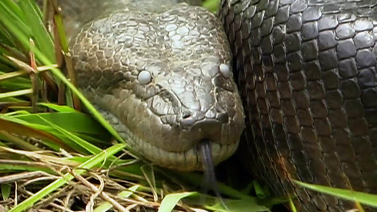 Freak.Encounters.S01E06.Mega.Snake - video Dailymotion