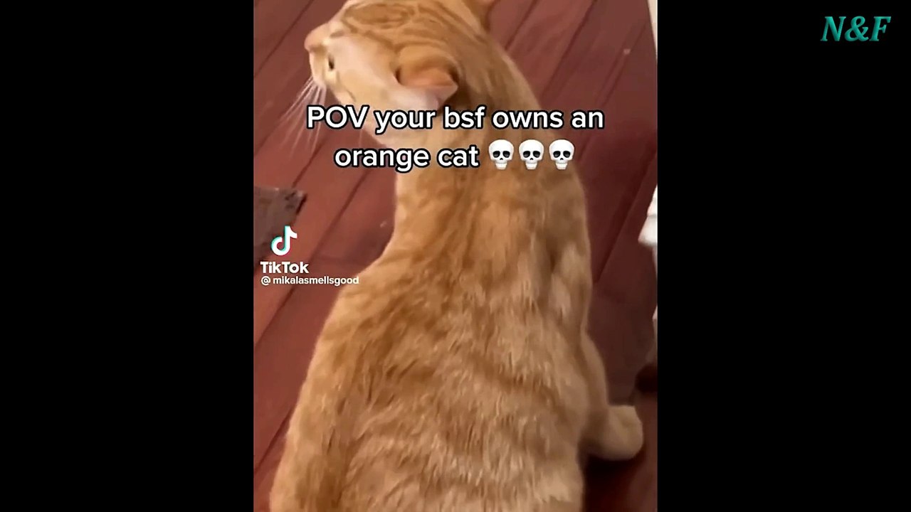 Funniest Cats Videos, The Siliest, Cutest And Funniest Cats 27 - video ...