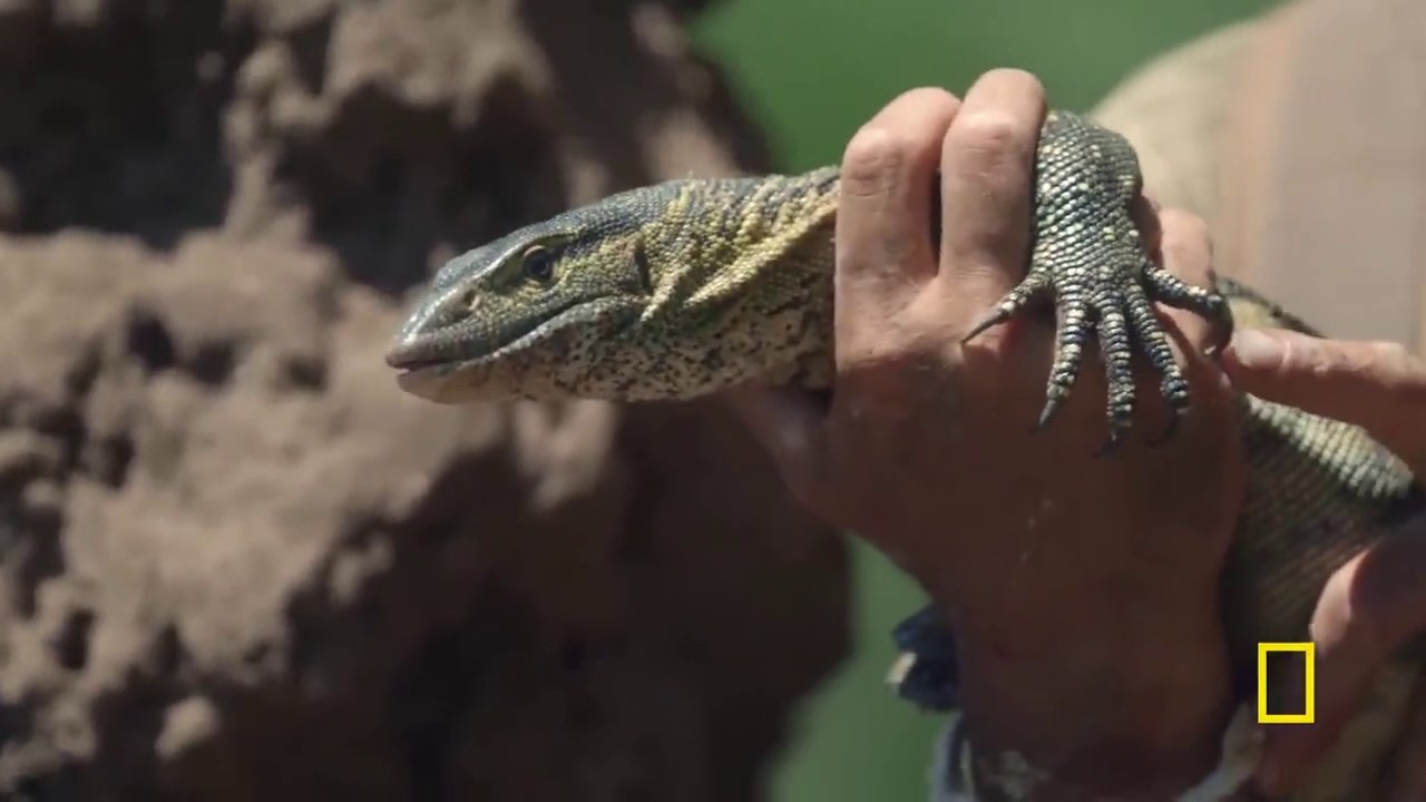 Hanging out with a monitor lizard ｜ Primal Survivor： Extreme African Safari - video Dailymotion