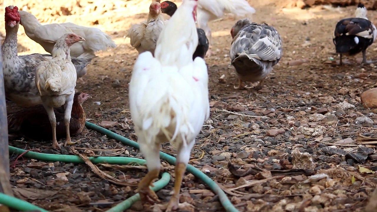 Keutamaan Ayam Putih Mulus: Simbol Keberuntungan dan Kesucian - video ...