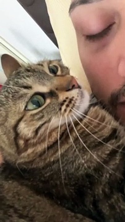 Cat Bites Man's Nose - video Dailymotion