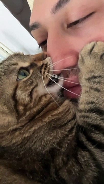 Cat Bites Man's Nose - video Dailymotion